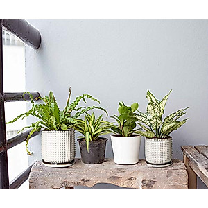 Set of 2, 6 Inch & 4 Inch Ceramic Indoor Planter Pots with Drainage Hole and Saucer, Beaded Design Flower Pots, Smoked White, 27-H-B-SW-ZS