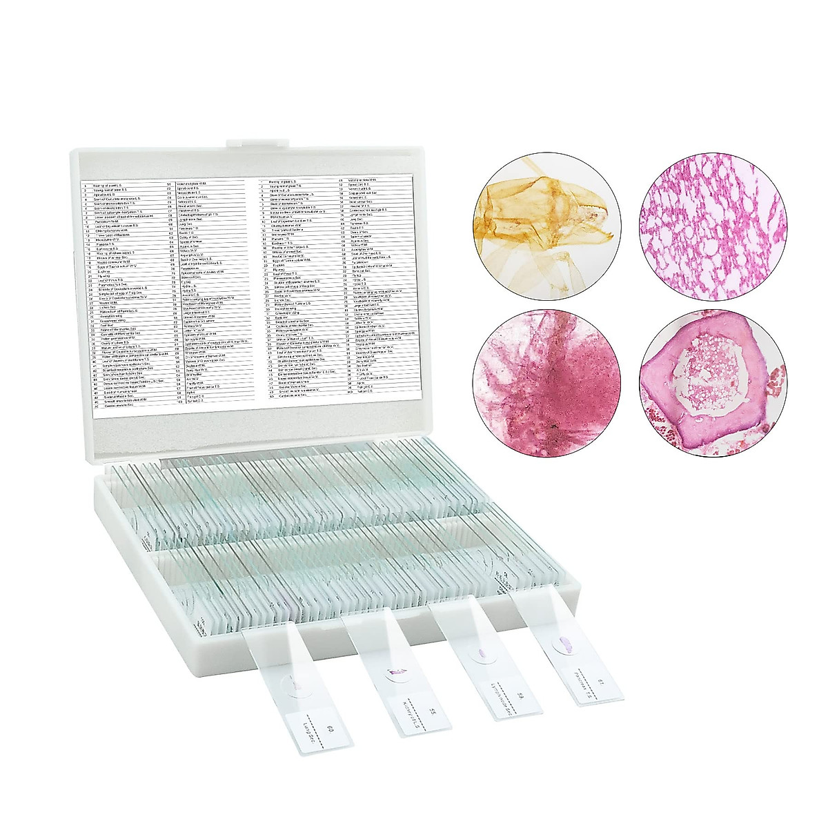 Microscope Slides, 100 Pcs Prepared Microscope Slides with Specimens for Kids Home School Class Learning