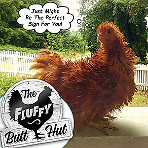 Bigtime Signs Fluffy Butt Hut PVC 12"x11'' - Quirky Chicken Coop Accessories - Gifts for Chicken Enthusiasts - Humorous Signs for Nesting Boxes and Feeders - Fun and Functional Chicken Lover's Decor