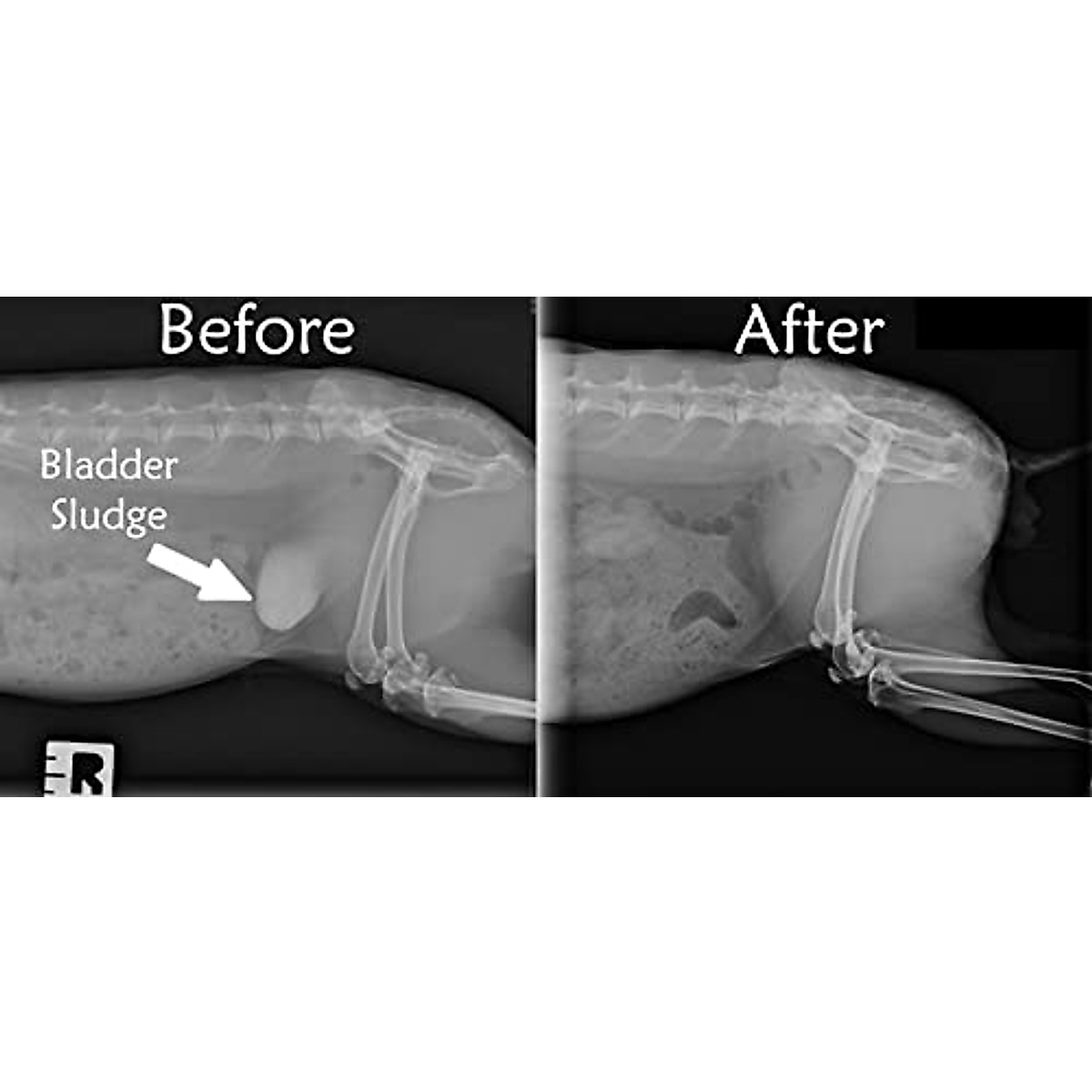 Sherwood Pet Health Adult Rabbit Food Timothy Hay Pellet 20 pounds. This hay-Based Formula is Grain-Free and Soy-Free for Better Digestion. Its Also scientifically Balanced for Better Urinary Health.