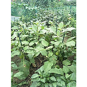 TINGYUAN Garden Stakes 48 Inches Steel Plant Stakes, Pack of 25