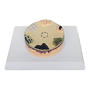 Anatomy Model Human Skin - Skin Enlarged Anatomy Model - Medical Anatomical Skin Structure Model Medical Teaching Model - for Medical Educational Aid