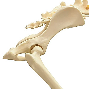 GPI Anatomicals - Canine Pelvis Model, Normal and Osteoarthritic Hip Joint Bones for Anatomy and Physiology Education, Anatomy Model for Veterinarian’s Offices and Classrooms, Medical Study Supplies