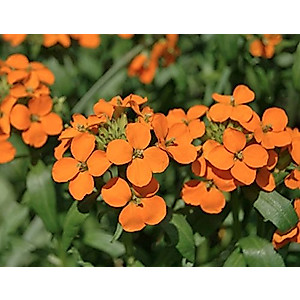 Siberian WallFlower, 400+ Flower Seeds Per Packet, (Isla's Garden Seeds), Non GMO & Heirloom Seeds, Scientific Name: Cheiranthus allionii