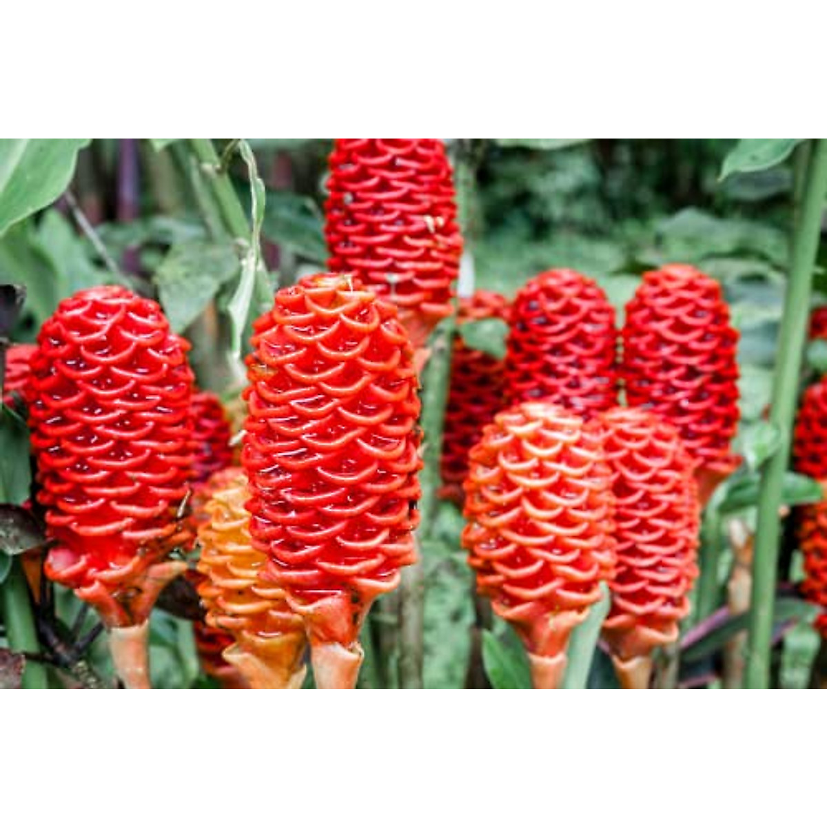 5 Zingiber Shampoo Ginger Seeds Pinecone Seeds Indoor Outdoor Ornaments Perennials Garden Growing Can Grow Well Pot