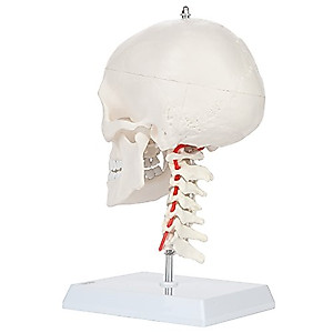 Axis Scientific 3-Part Human Skull Model with Flexible Neck | Life Size Plastic Skull on a Flexible Cervical Spine Molded from a Real Human Skull