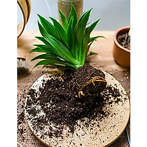 Sphagnum Peat Moss, Natural Bonsai Potting Mix, Succulent and Cactus Potting Soil, Organic Garden Growing Soil Amendment and Media, for Flowers, Vegetables, Herbs, Orchid, Indoor Houseplant, 3qt