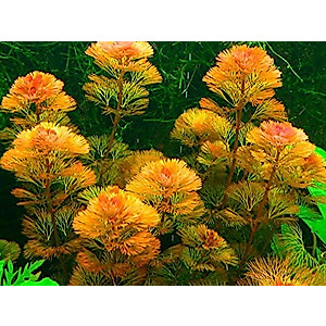 Red Cabomba Aquarium Plants Live for Growing Indoor, 5 Stems, 4 Inches to 6 Inches Tall, Planting Ornaments Perennial Garden Simple to Grow Pots Gifts