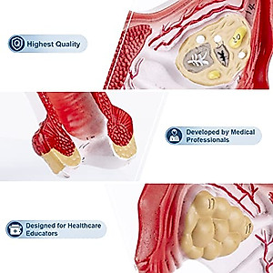 Winyousk Life-Size Uterus and Ovary Model, Anatomical Model of Female Reproductive Organs, Showing Uterus, Ovaries, Vagina, School Teaching Demonstration, Medical Research Model
