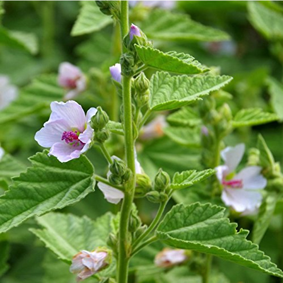 Outsidepride Perennial Althaea Officinalis Marsh Mallow Herb Garden Plants - 1000 Seeds