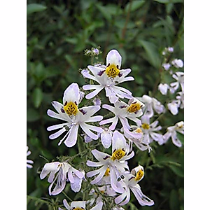1194B-White Angels Poor Man's Orchid (Schizanthus pinnatus) Seeds by Robsrareandgiantseeds UPC0764425788430 Non-GMO,Organic,USA Grower,Bonsai,Showy, Butterfly Flower,1194-B Package of 15 Seeds