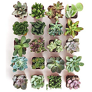 Shop Succulents | Unique Collection of Live Succulent Plants, Hand Selected Variety Pack of Mini Succulents | Collection of 20