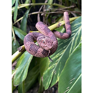 HOHAJIU Fake Snake Toy Realistic Rubber Snake Toy 10.3" Rattlesnake Figurine Scare Birds, Prank Props for Halloween Party, Gag Gift for April Fool's Day