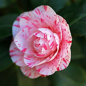 Variegated Camellia Japonica Rose Red Pink Plant Color, Ornaments Perennial Garden Simple to Grow Pots, 10 Inches in Tall