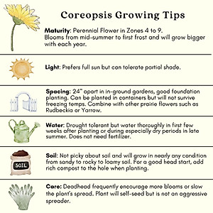 Clovers Garden Coreopsis Moonbeam (Tickseed) Plants – Two (2) Live Plants – Non-GMO - Not Seeds - Each 4" to 8" Tall – in 4" Inch Pots – Hardy Flowering Perennial, Pollinator Favorite