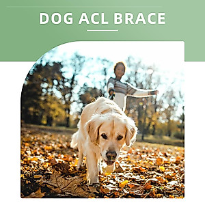 LISPOO Dog Knee Brace for Torn Acl Hind Leg, Luxating Patella, Cruciate Ligament, Dog Acl Knee Brace Support Back Leg with Arthritis Pain, Acl Brace for Dogs Rear Leg (XL)