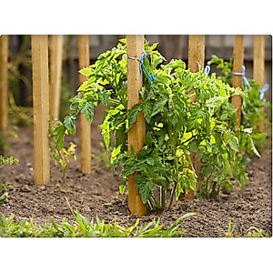 Greenes Fence 3 Ft. Wooden Garden and Sign Post Stakes (25-Pack)