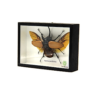TAXIBUGS Real 5 Horned Beetle/Eupatorus Gracilicornis Flying Form Taxidermy in Transparent Box Display (Black Wooden Box)