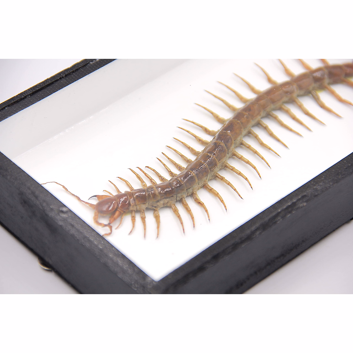 TAXIBUGS Real Centipede Millipede Scolopendra MORSITANS Taxidermy Insect in 3D Wooden Frame (White Background, Black Wooden Box)