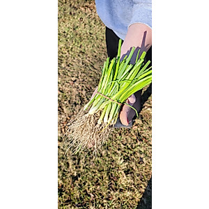 Sapelo Sweet Onion Plants