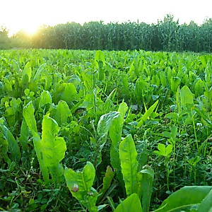 BioLogic Chicory Additive Feeder, 1-Pound