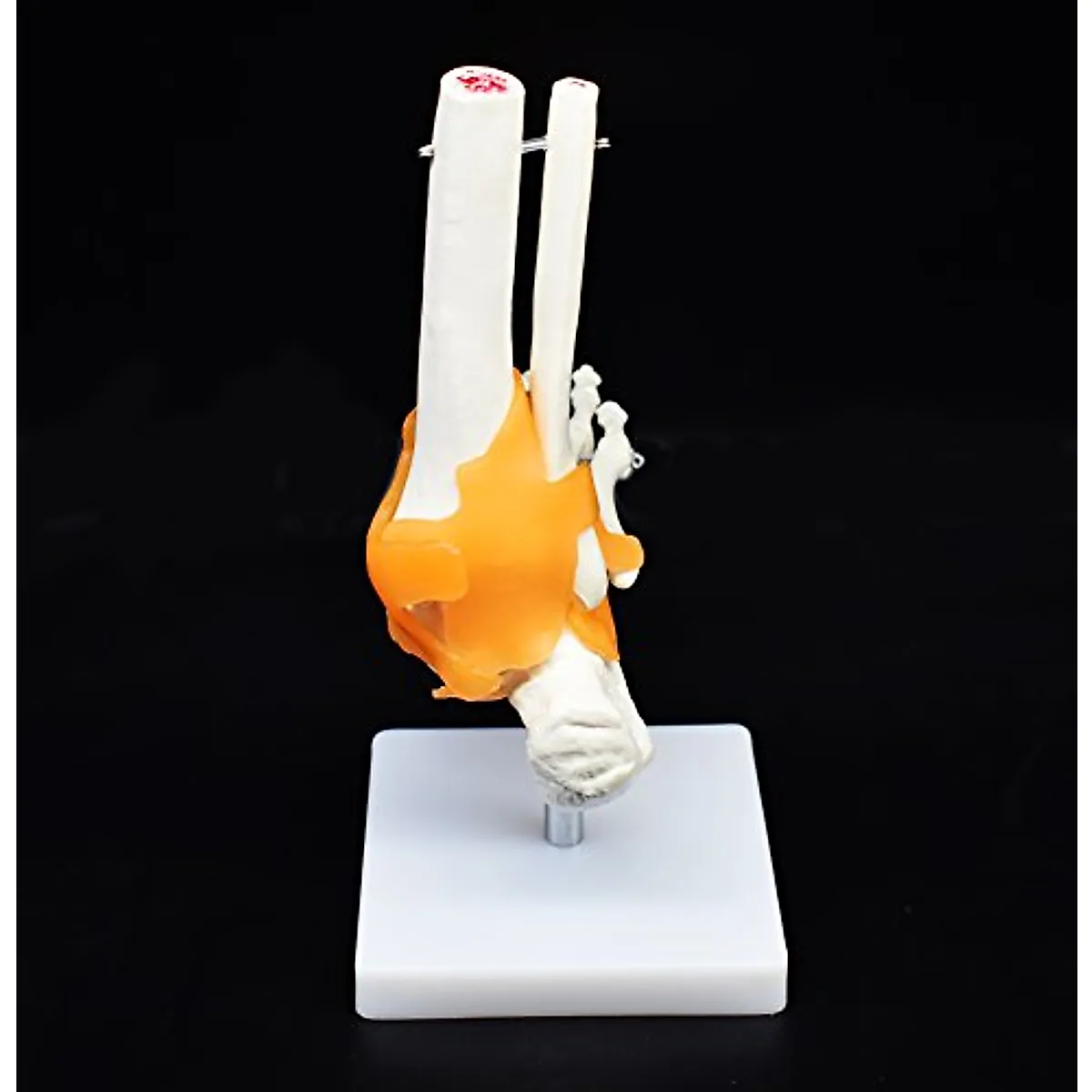 Human Foot Skeleton Model with Ligaments, Flexible, Anatomically Accurate Foot Skeleton Model Life Size Human Skeleton Anatomy for Science Classroom Study Display Teaching Medical Model