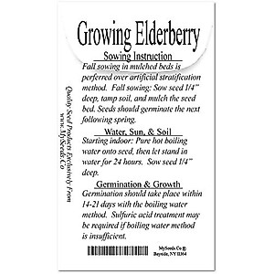 Big Pack - (1,000) American Elderberry Seeds - Sambucus Canadensis - Non-GMO Seeds by MySeeds.Co (Big Pack - Elderberry)