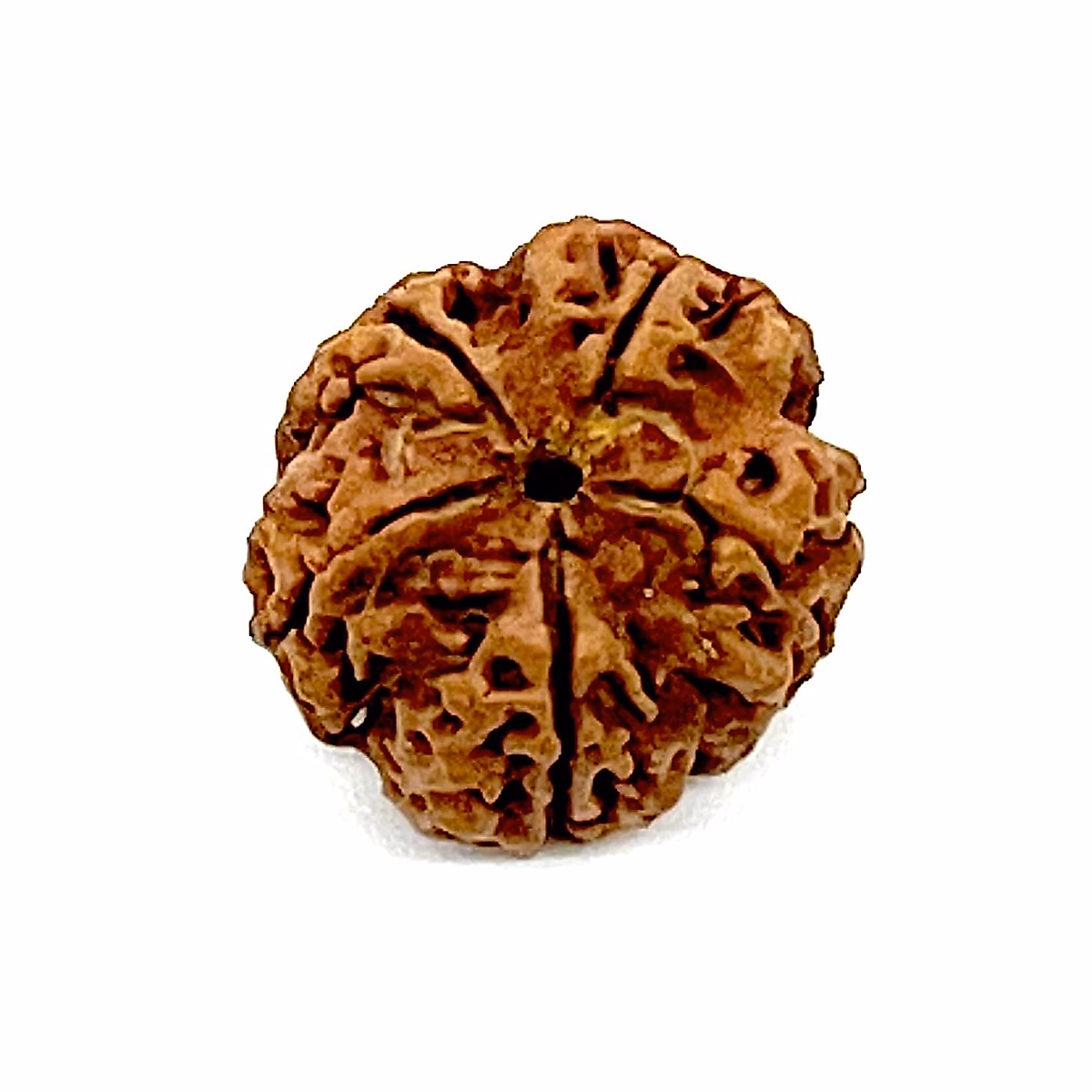Certified 5 Mukhi (Five Faces) Rudraksha Bead - Sagittarius Sun Sign - Throat Chakra