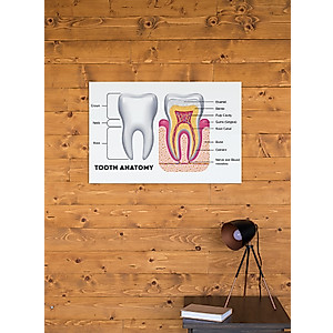 Dental Chart Wall Art Poster Dental Office Decor Nursing School Essentials Dental Medical Assistant Accessories Tooth Anatomy Science Posters Teacher Supplies Cool Wall Decor Art Print Poster 18x12