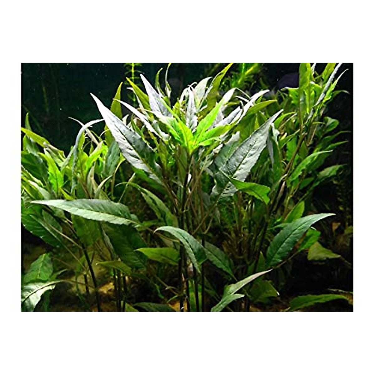 Florida 10 Species Live Aquarium Plants Bundle