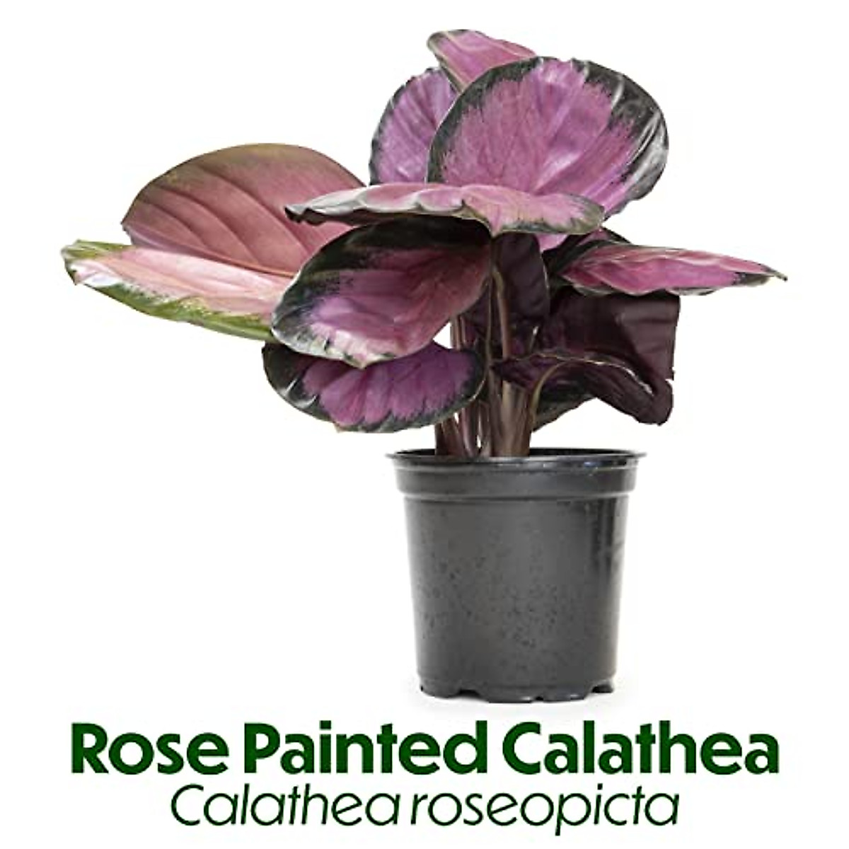 Calathea Prayer Plants Live House Plants Kit (4 PK), Calathea Plant Live Indoor Plants Live Houseplants, Live House Plants Indoors Live Plants Indoor, Live Indoor House Plants Live by Plants for Pets