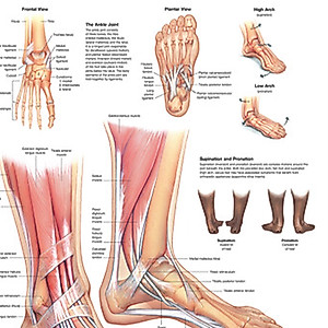 Foot and Ankle Anatomical Chart
