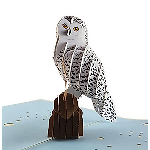 iGifts And Cards Magical Owl 3D Pop up Greeting Card - Animal, Zoo, Cute Bird, Nocturnal, Fun, Graduation, Happy Birthday, Just Because, Love, Friendship, Thank You, Special Occasion, BFF, Miss You