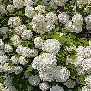 Old Fashion Snowball Viburnum Plant Live from 6 to 12 Inc Height 4 Inc Pot, Japanese Viburnum Shrub