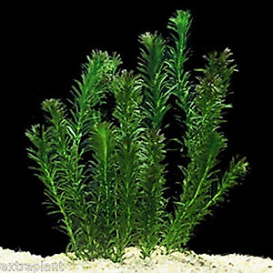 HOT! Anacharis Elodea Densa Tropical Live Aquarium Plants Aquatic Pond Bundle Stems