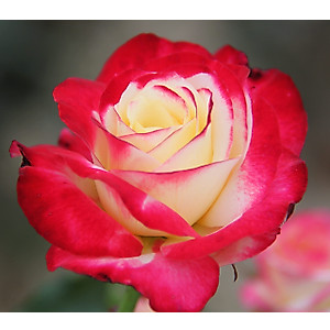 Rose Seeds Double Delight Rose Seed Flower Seeds - 20+ Rose Flower Seeds for Planting