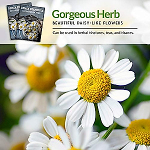 Survival Garden Seeds - Roman Chamomile Seed for Planting - Packet with Instructions to Plant and Grow Calming Medicinal Herbs in Your Home Vegetable Garden - Non-GMO Heirloom Variety