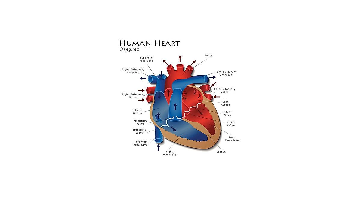 Human Heart Anatomy Diagram Poster - Educational Wall Art