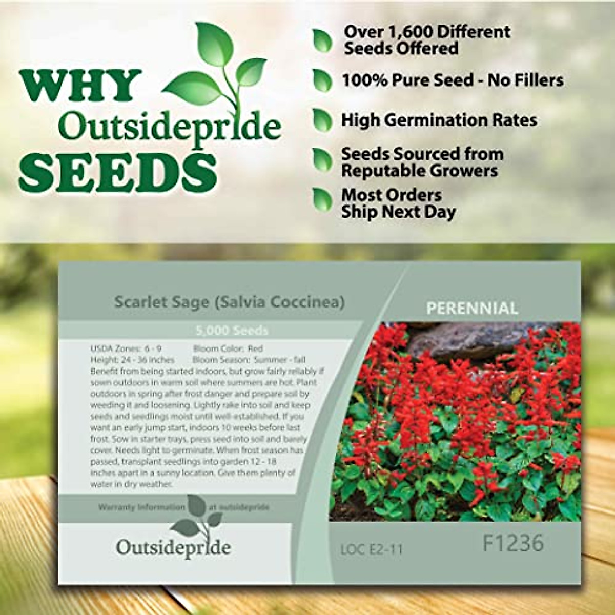 Outsidepride Perennial Salvia Coccinea Sage Scarlet Wild Flowers Attracting Beneficial Insects & Hummingbirds - 5000 Seeds