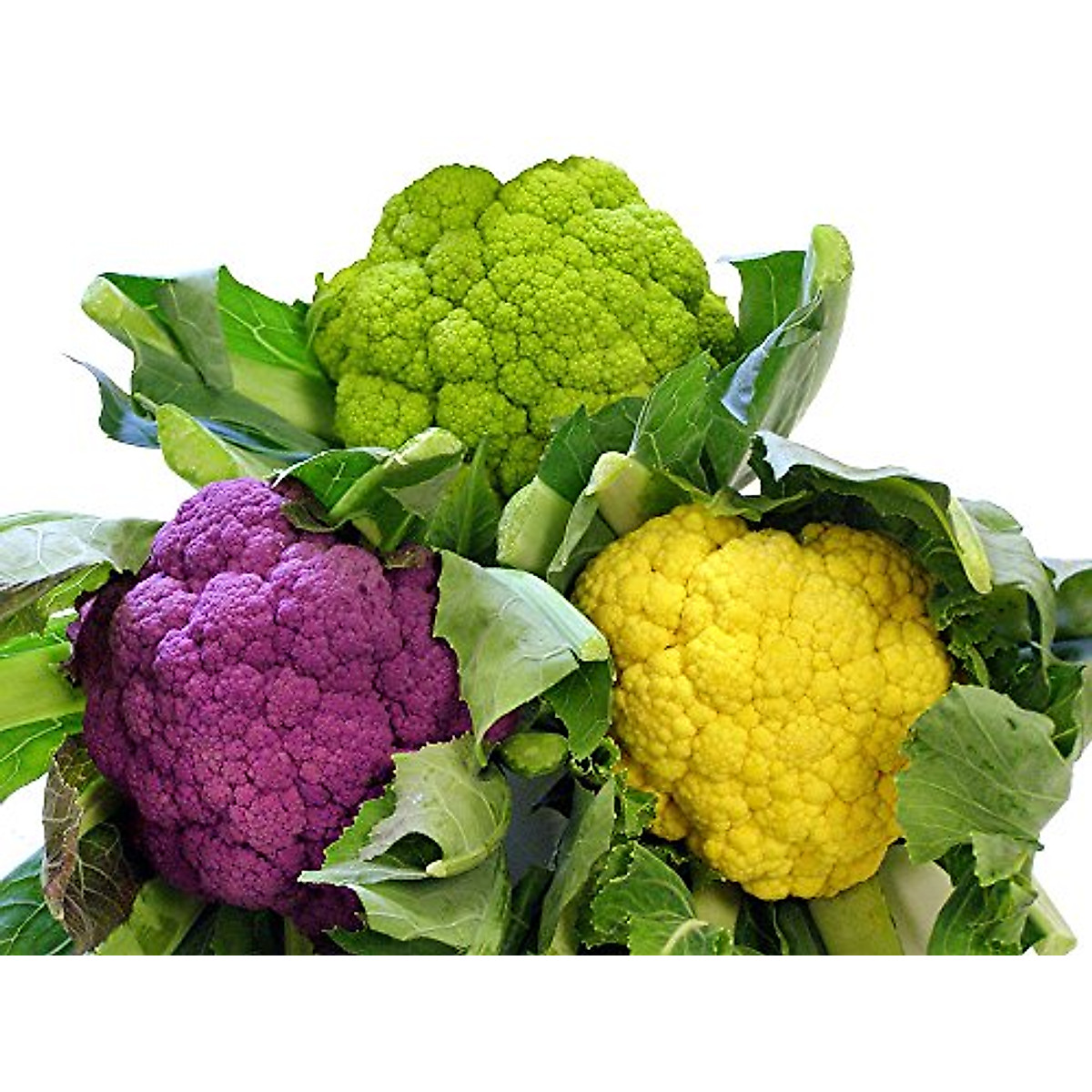 Please Read! This is A Mix!!! 50+ Cauliflower Mix Seeds Heirloom Non-GMO 4 Varieties Purple Green Yellow Delicious from USA