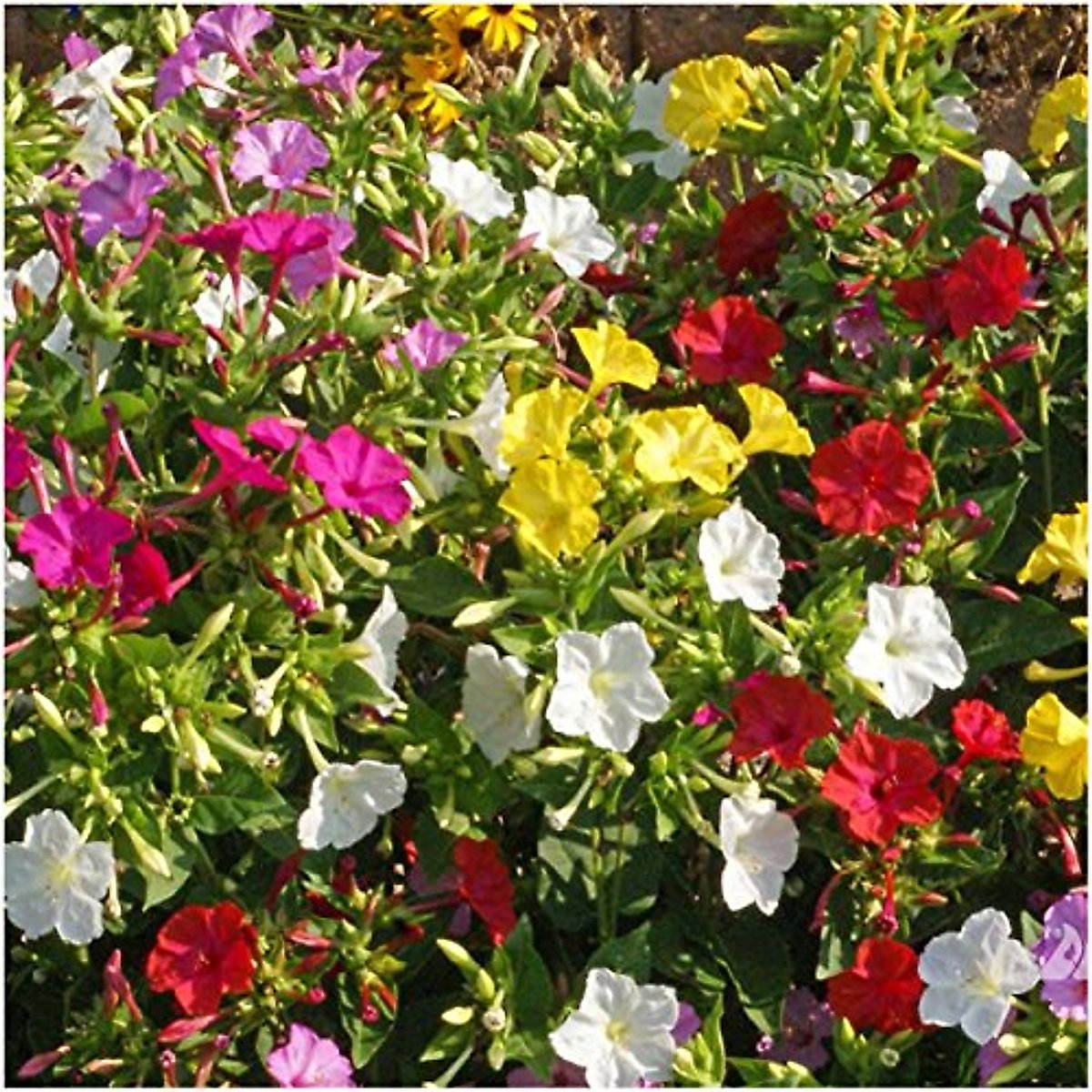Seed Needs, Four O' Clock Seeds for Planting Color Blend (Mirabilis Jalapa) Single Package of 60 Seeds - Heirloom & Open Pollinated