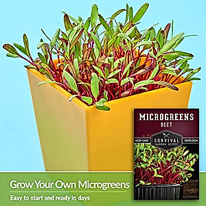 Survival Garden Seeds Beet Microgreens for Sprouting and Growing - 3 Packs - Sprout Green Leafy Micro Vegetable Plants Indoors - Grow A Mini Windowsill Garden - Non-GMO Heirloom Variety