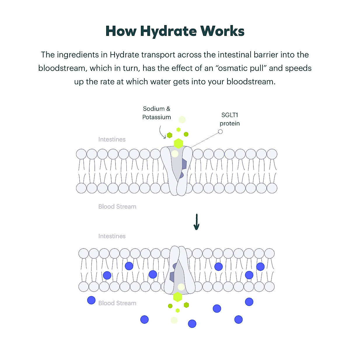Cheers Classic Combo | Restore + Hydrate | Rehydrate & Feel Better After Drinking | DHM, L-Cysteine, B-Vitamins, Electrolytes | 12 Doses Each | Liver Support | Electrolyte Supplements