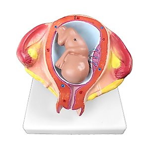 Jackson Global JS00073 Fetus Development Model | Set of 8 Models，14 Pieces in Total | Key Anatomical Features Labelled with Accompanying Key Card