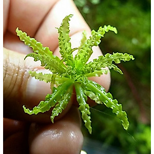 Mainam Pogostemon Helferi Downoi Live Aquarium Plants in Tissue Culture 100% Pest Free for Foreground Freshwater Aquatic Tank Imported Direct from Grower