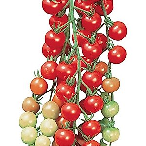 Burpee Super Sweet 100' Hybrid Cherry Tomato, 50 Seeds