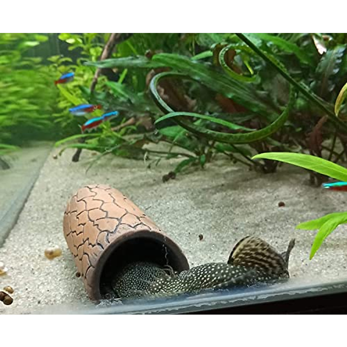 Plecoceramics Pleco breeding Cave Kit 6 pcs Size Small for hypancistrus Zebra L046 bristlenose and Betta Fish