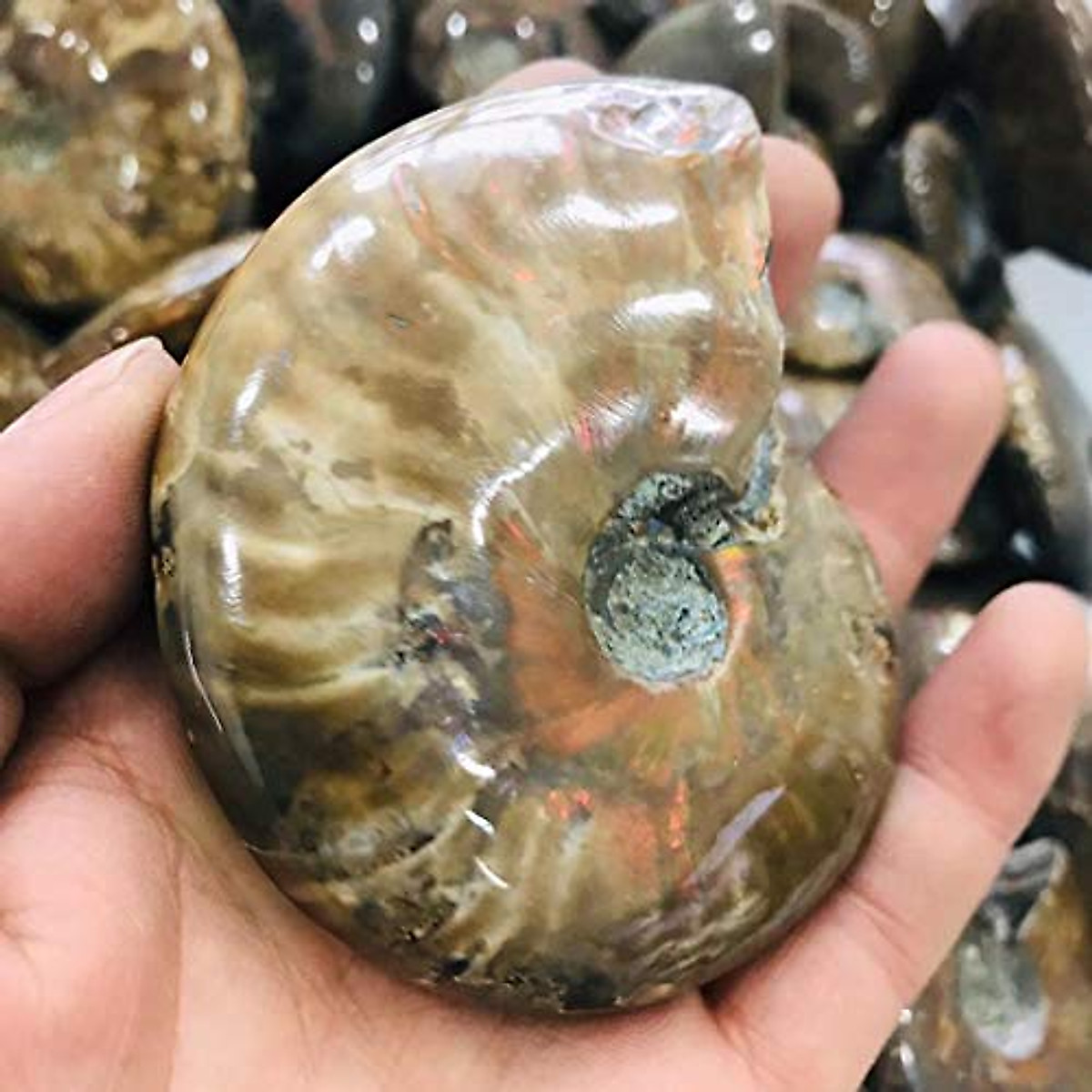1PC raw Natural Rainbow Color Ammonite Fossils Mineral Specimen Animal Snail Statue for feiki Healing Mineral Collection