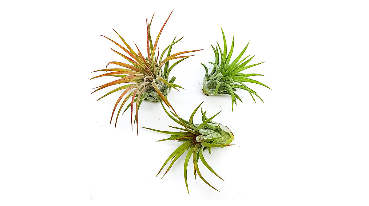 Assorted Rainforest Ionantha Air Plants - 30 Day Guarantee