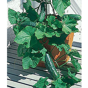 David's Garden Seeds Cucumber Slicing Spacemaster 9321 (Green) 50 Non-GMO, Heirloom Seeds